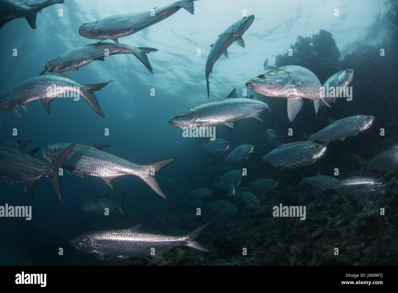 School of tarpon fish at reef, Xcalak, Quintana Roo, Mexico, North ...