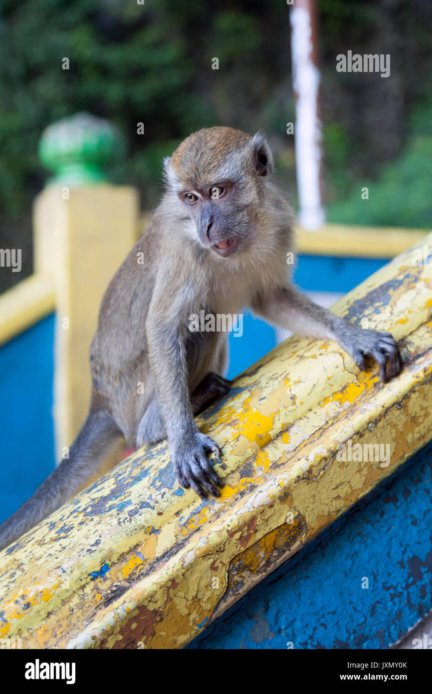 Monkey staircase hi-res stock photography and images - Alamy