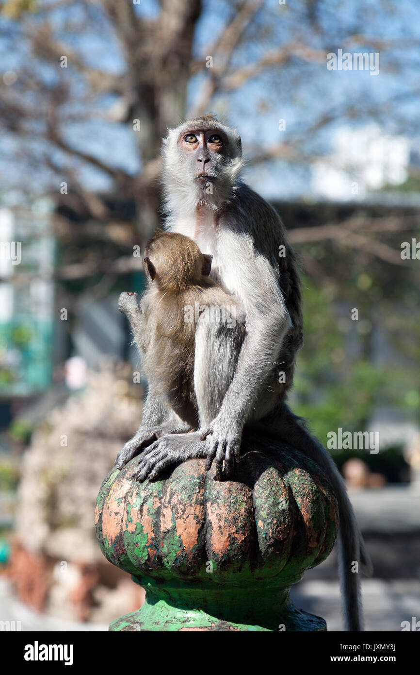 Indian family praying hi-res stock photography and images - Alamy