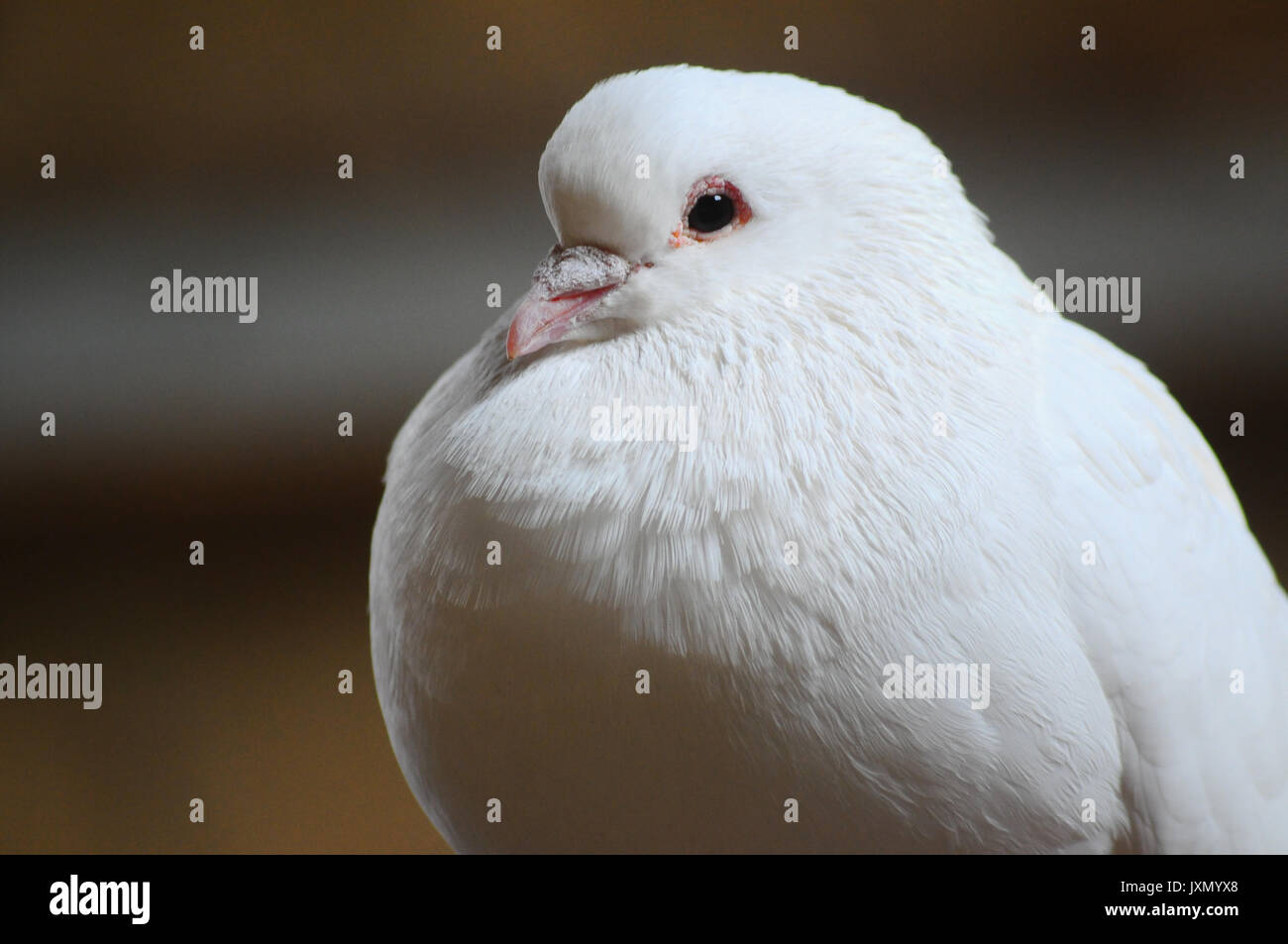 White rock dove hi-res stock photography and images - Alamy