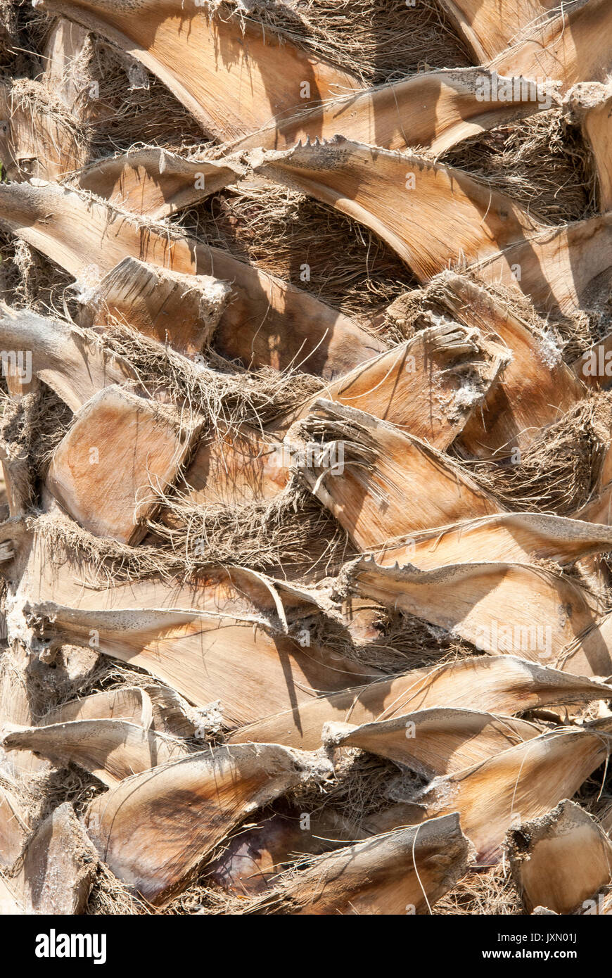 Palm tree texture Stock Photo - Alamy