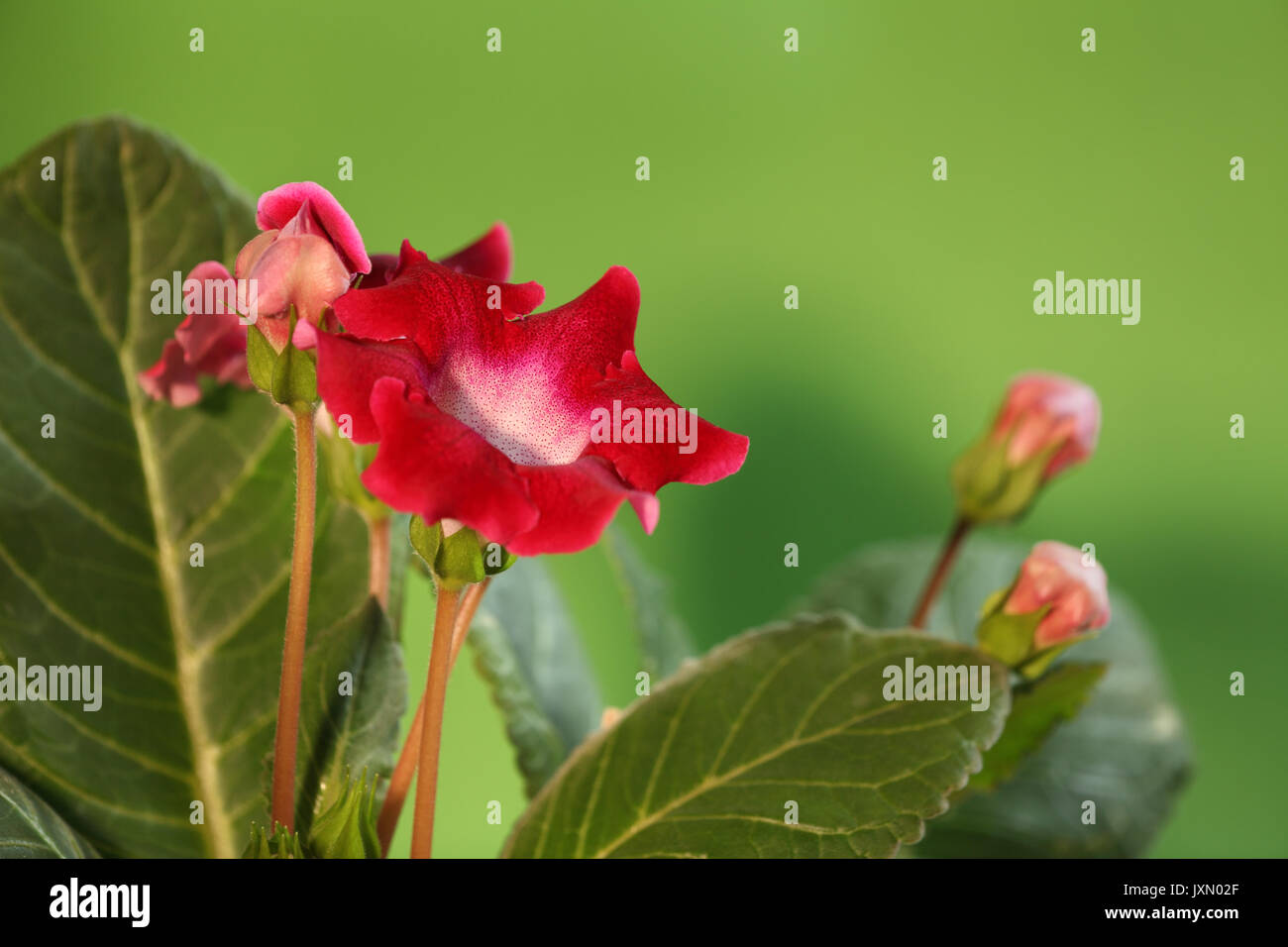 Indoor flowers Flowering Red gloxinia on green Stock Photo - Alamy