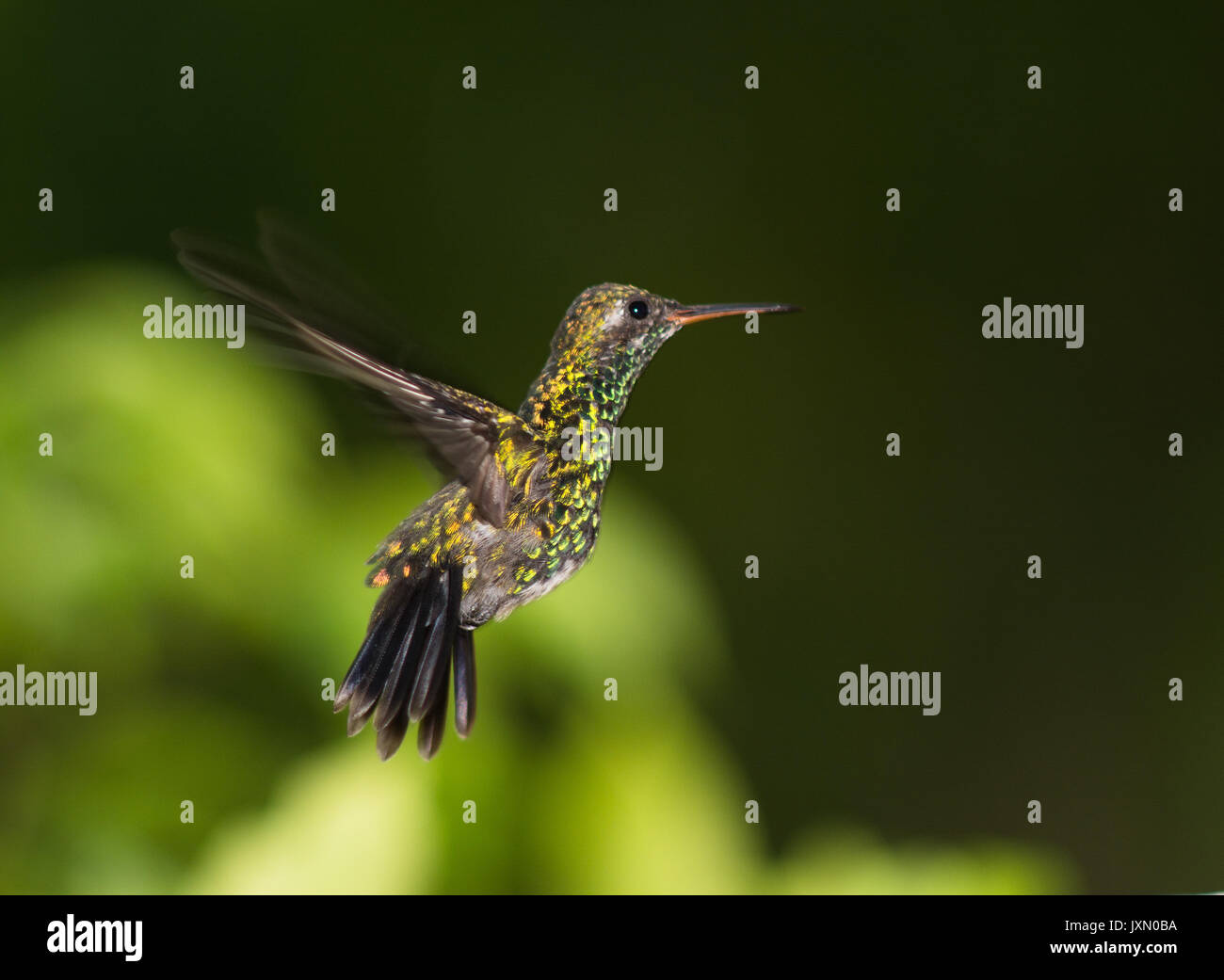 Hummingbird In Flight Stock Photo - Alamy