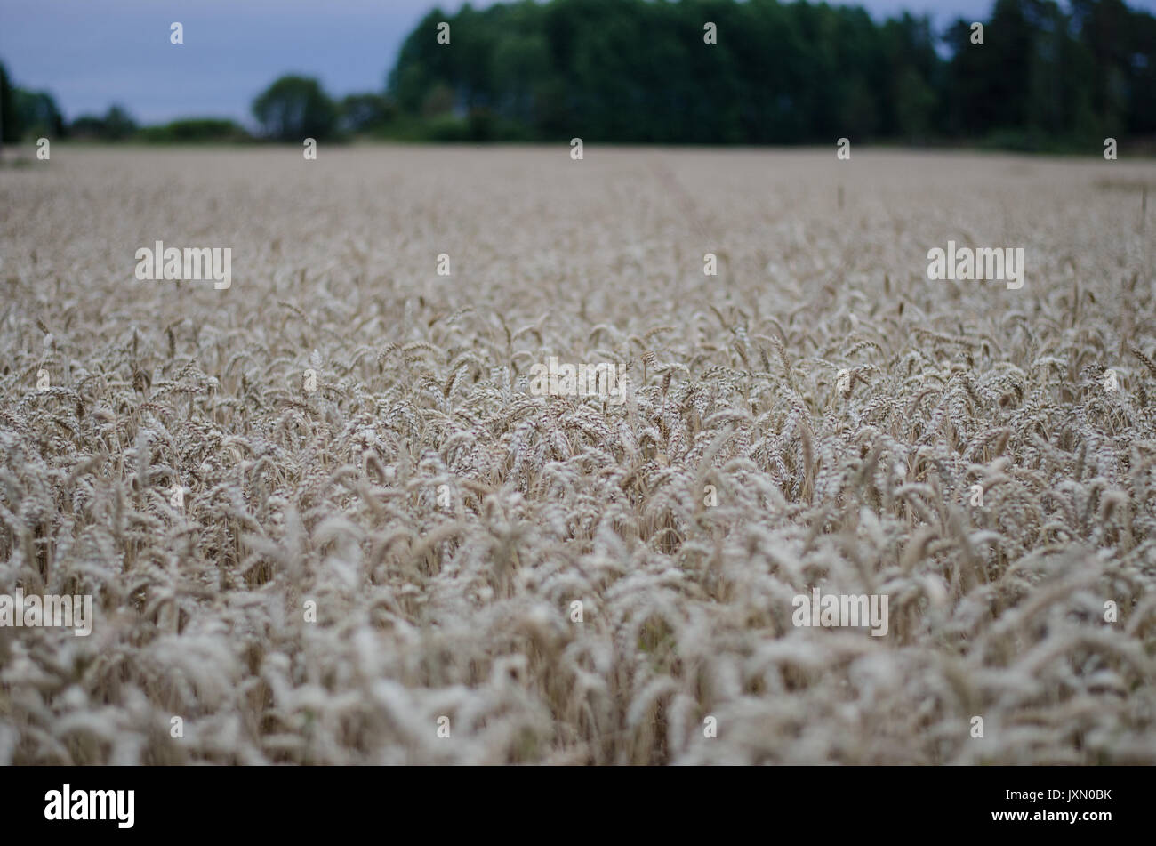 Wheat field in august with forest in the background Stock Photo - Alamy