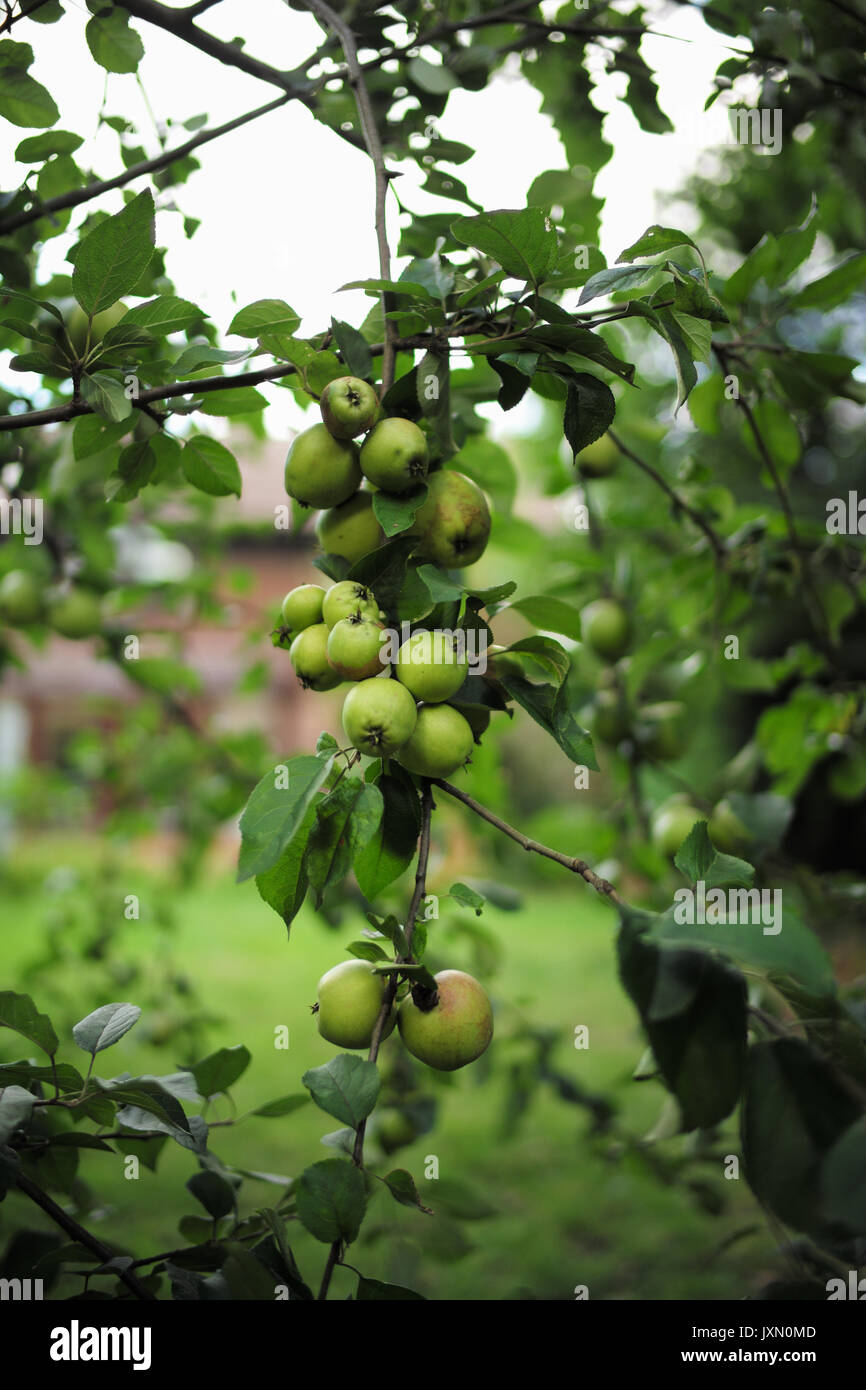 Cooking apple tree in home garden with lots of apples on branches Stock ...
