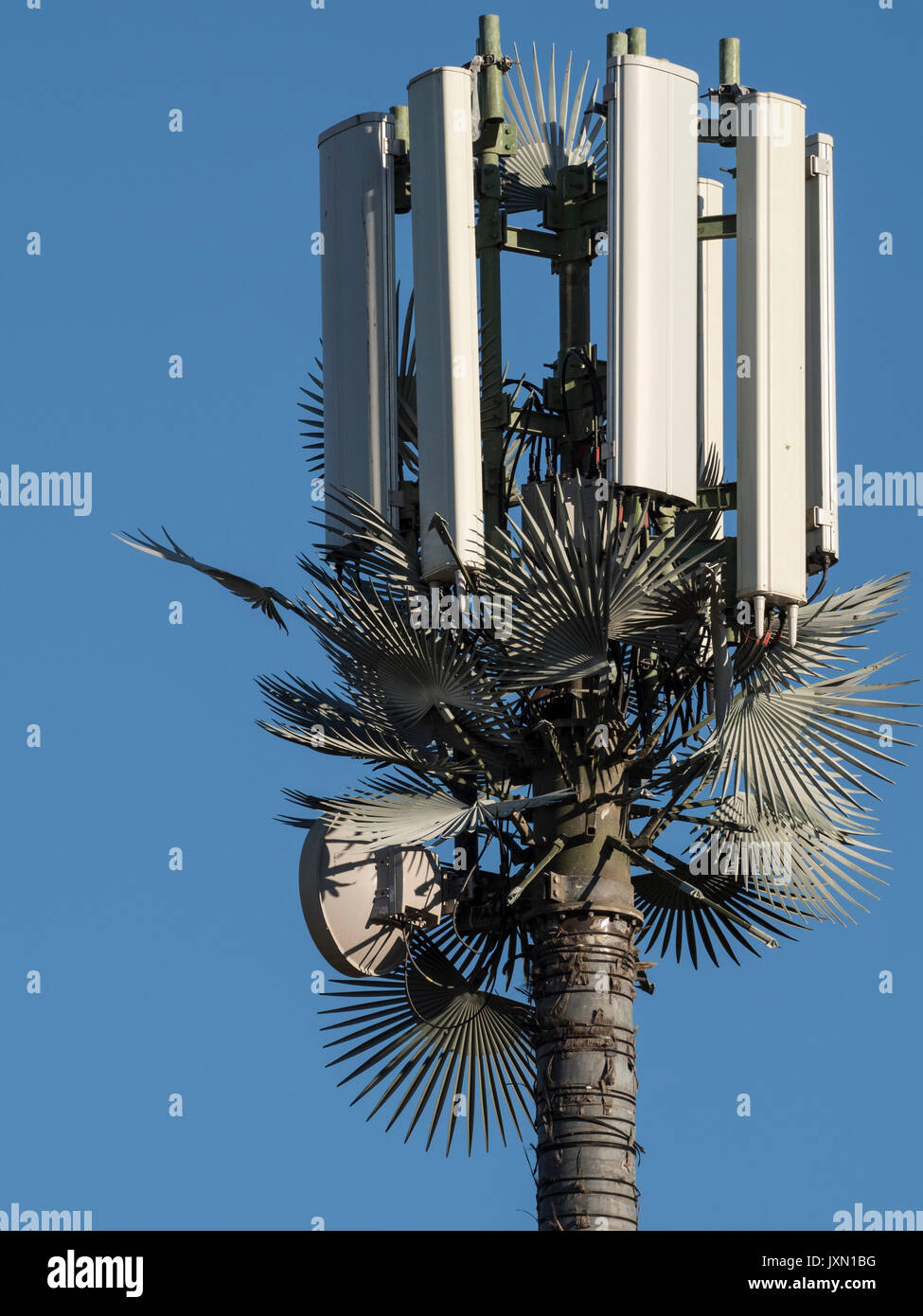Mobile phone mast disguised tree hi-res stock photography and images ...