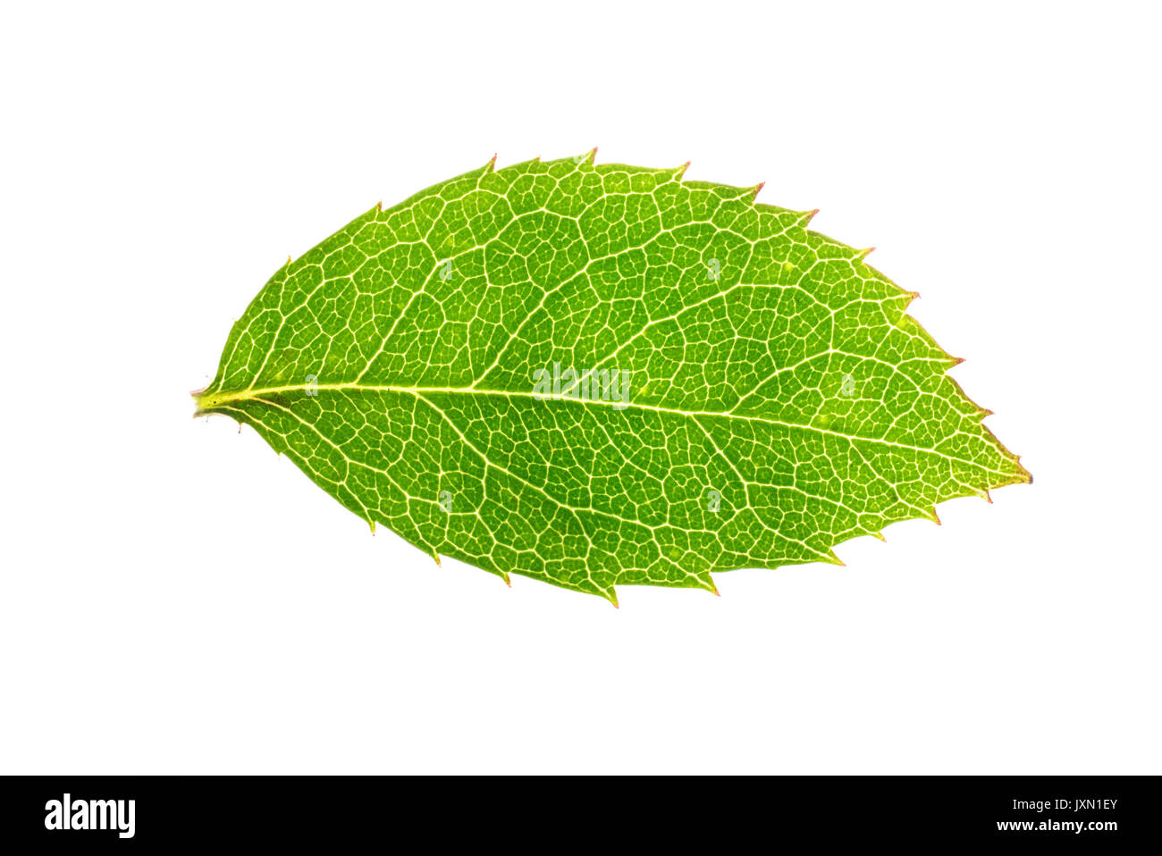Leaf of Rosa canina commonly known as dog rose Stock Photo - Alamy
