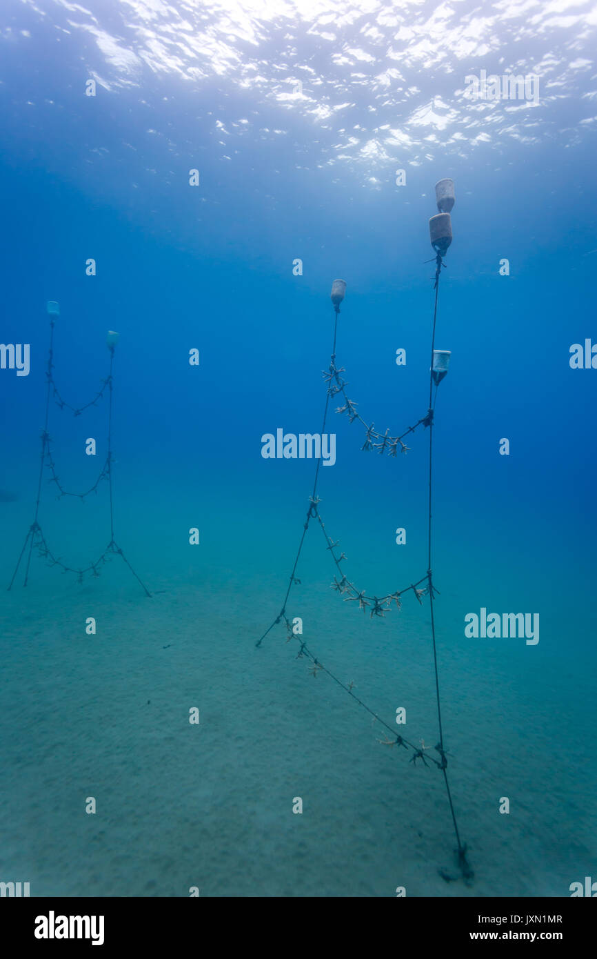 Coral reef preservation and growth project Stock Photo - Alamy