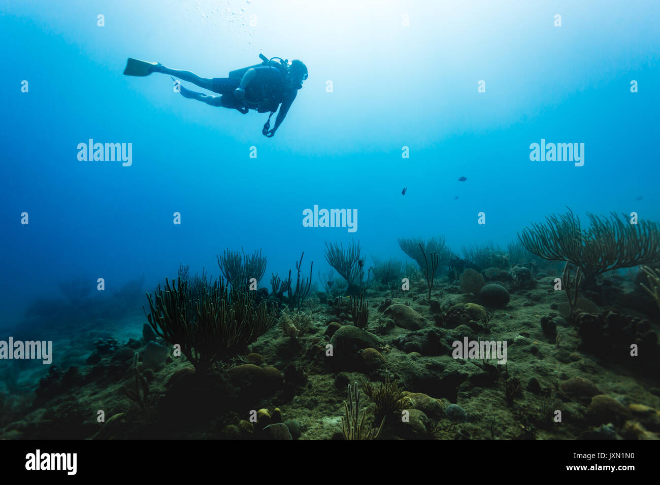 Diver swims over coral reef Stock Photo - Alamy Diver swims over coral reef Stock Photo - Alamy