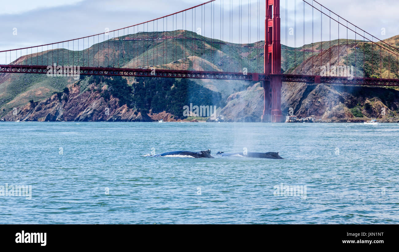 Rare sighting of mother humpback whale, Megaptera novaeangliae ...