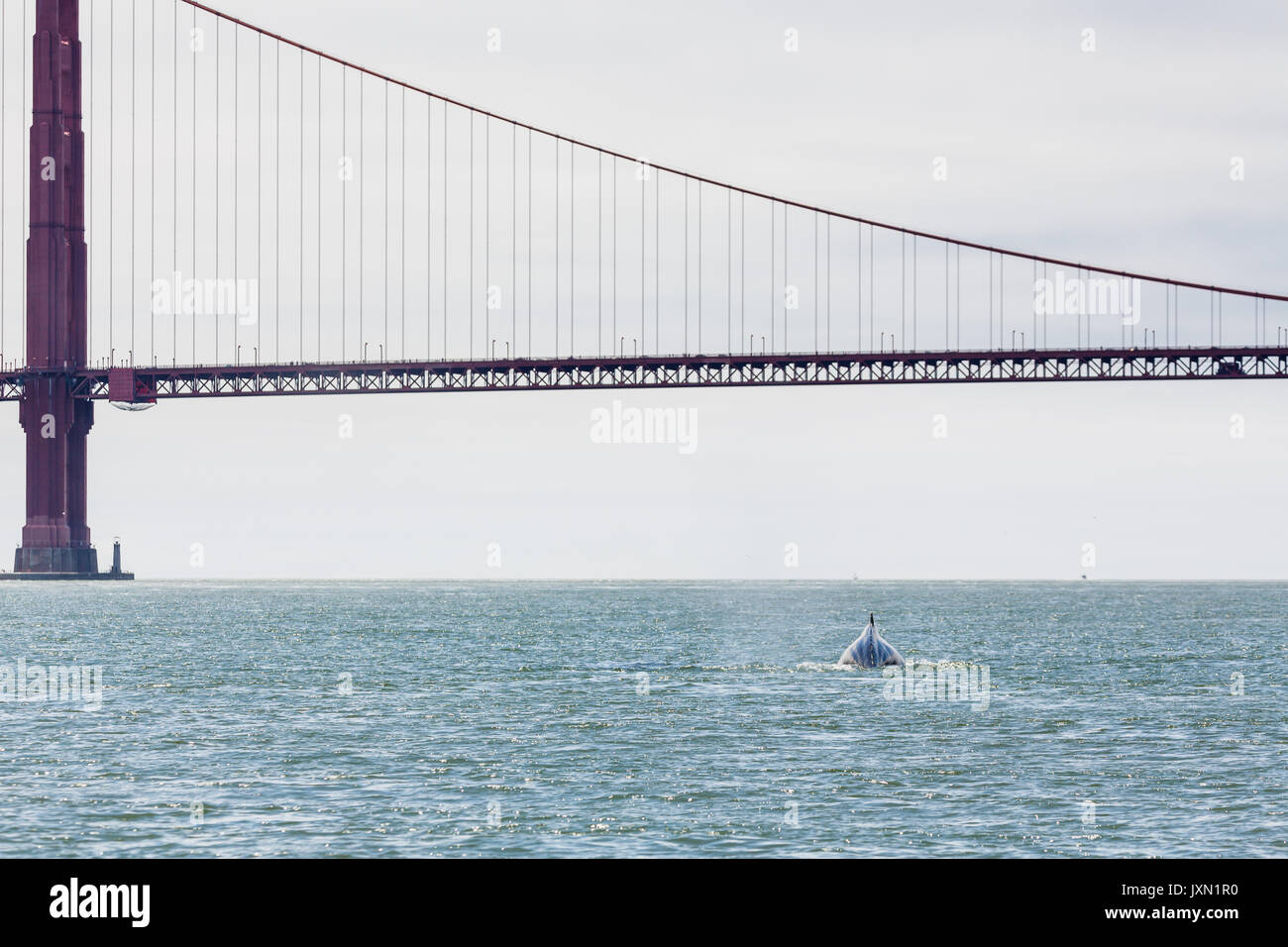 Rare sighting of mother humpback whale, Megaptera novaeangliae ...