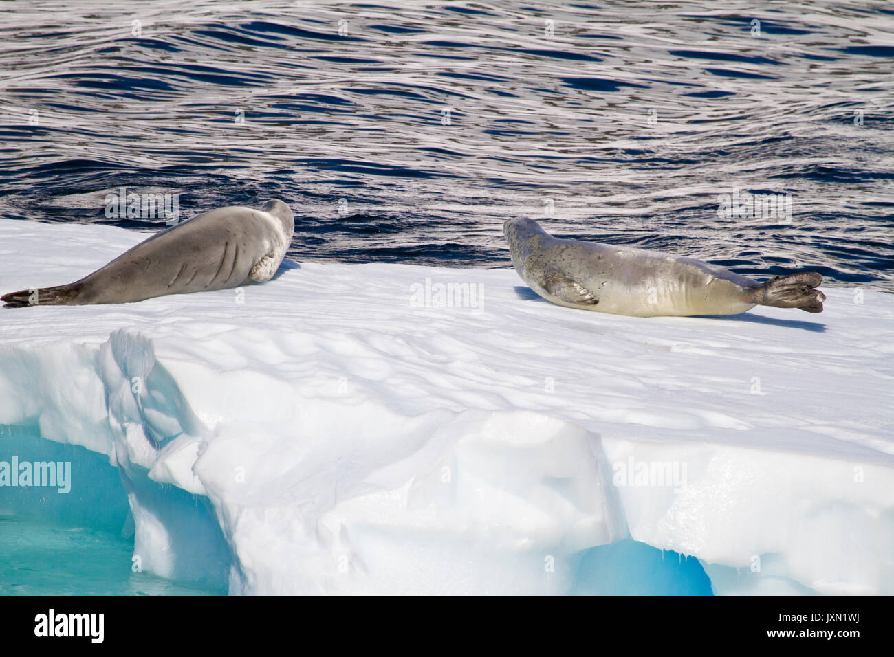 Antarctica - Seals On An Ice Floe Stock Photo - Alamy