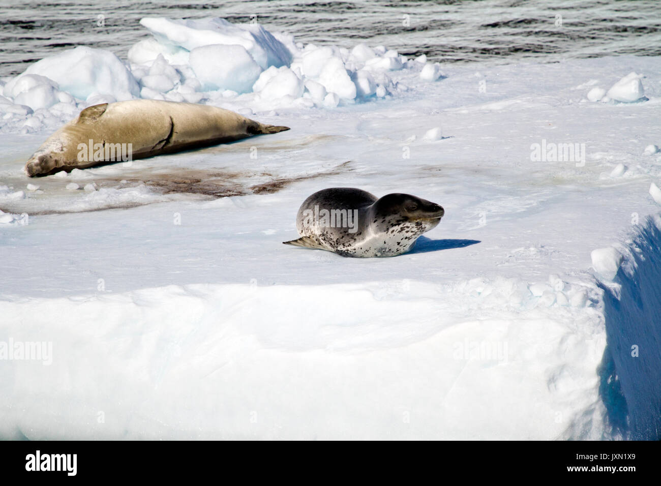 Antarctica - Seals On An Ice Floe Stock Photo - Alamy