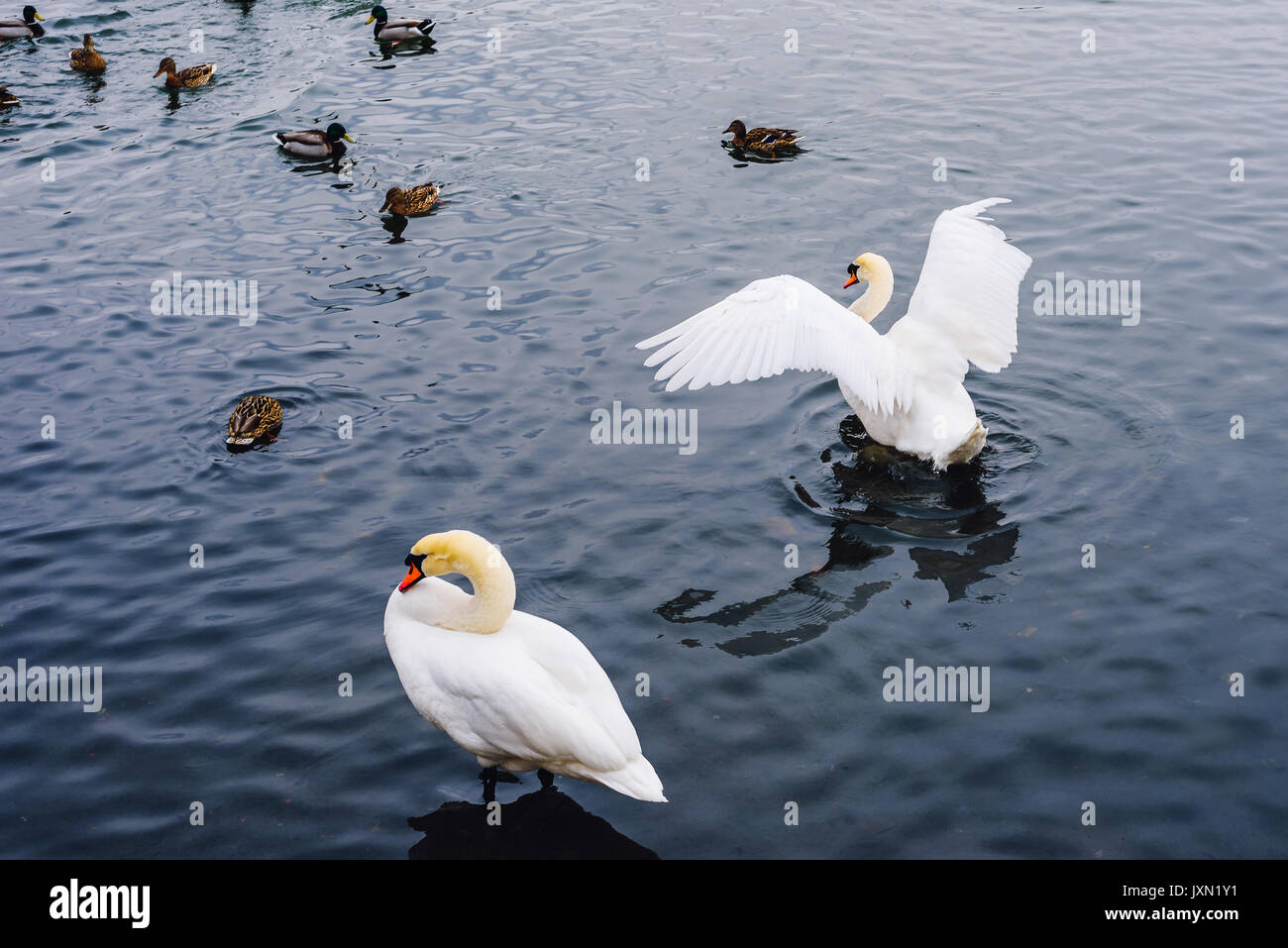 One Swan Stands in Water, second Bird Flaps Its Wings and Ducks Swim on ...