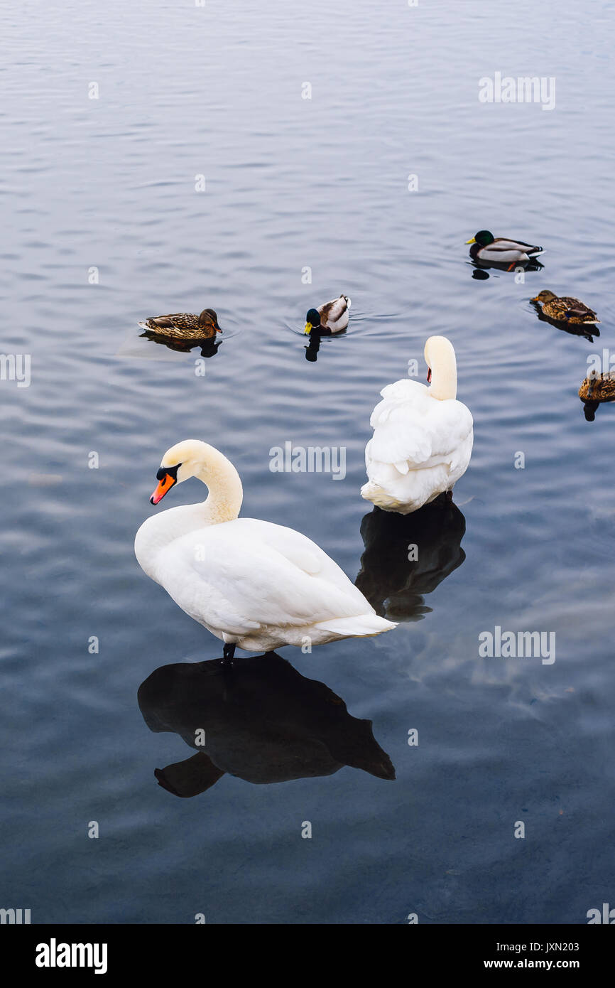 Majestic white swans stand hi-res stock photography and images - Alamy
