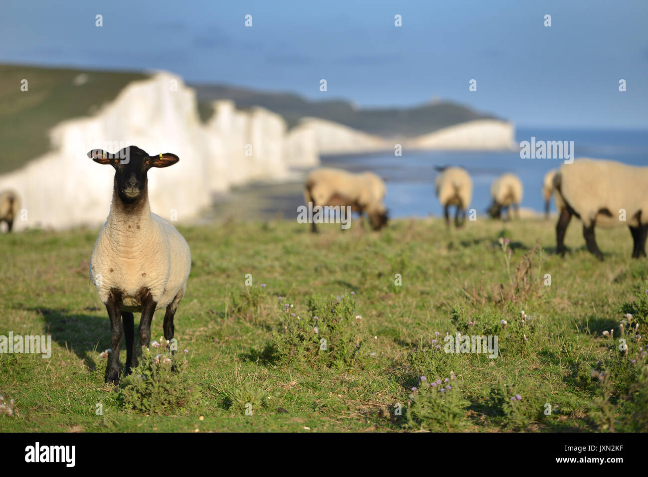 Seven sheep hi-res stock photography and images - Alamy