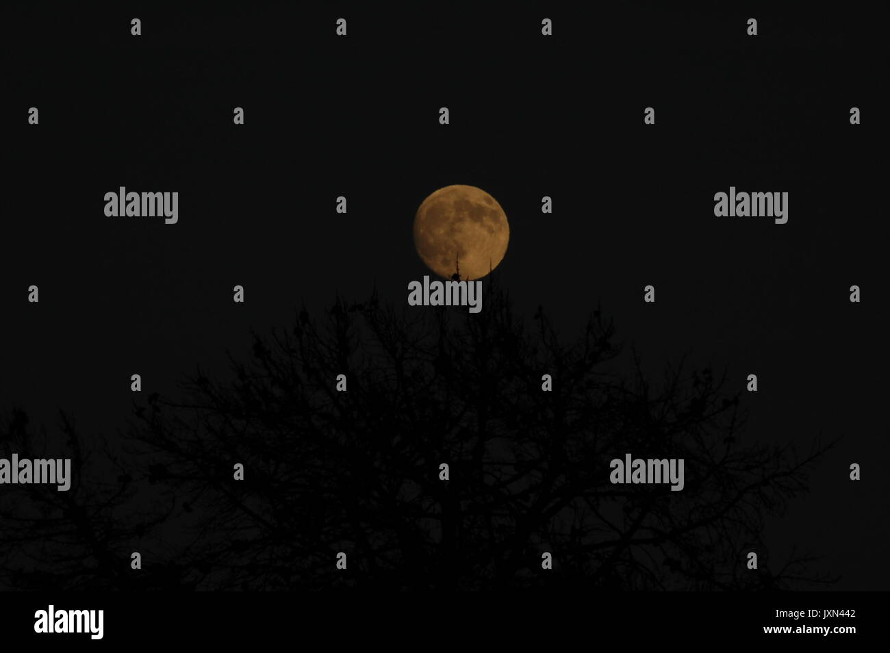 Silhouette pine tree hi-res stock photography and images - Alamy