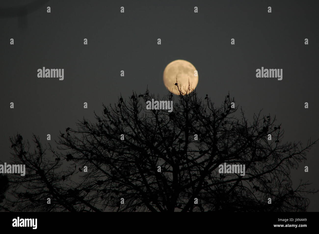 Silhouette pine tree hi-res stock photography and images - Alamy