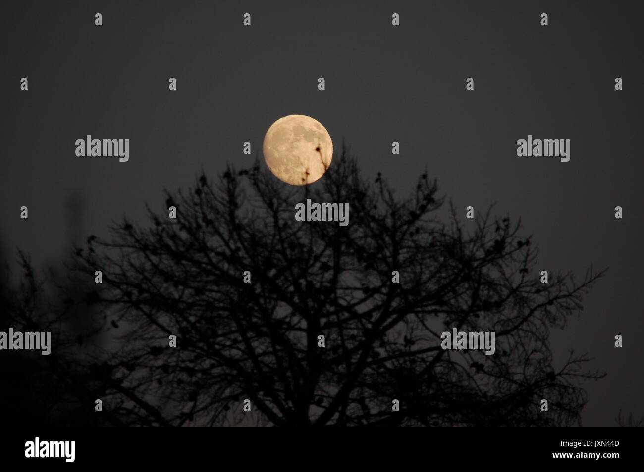 Full moon and pine tree hi-res stock photography and images - Alamy