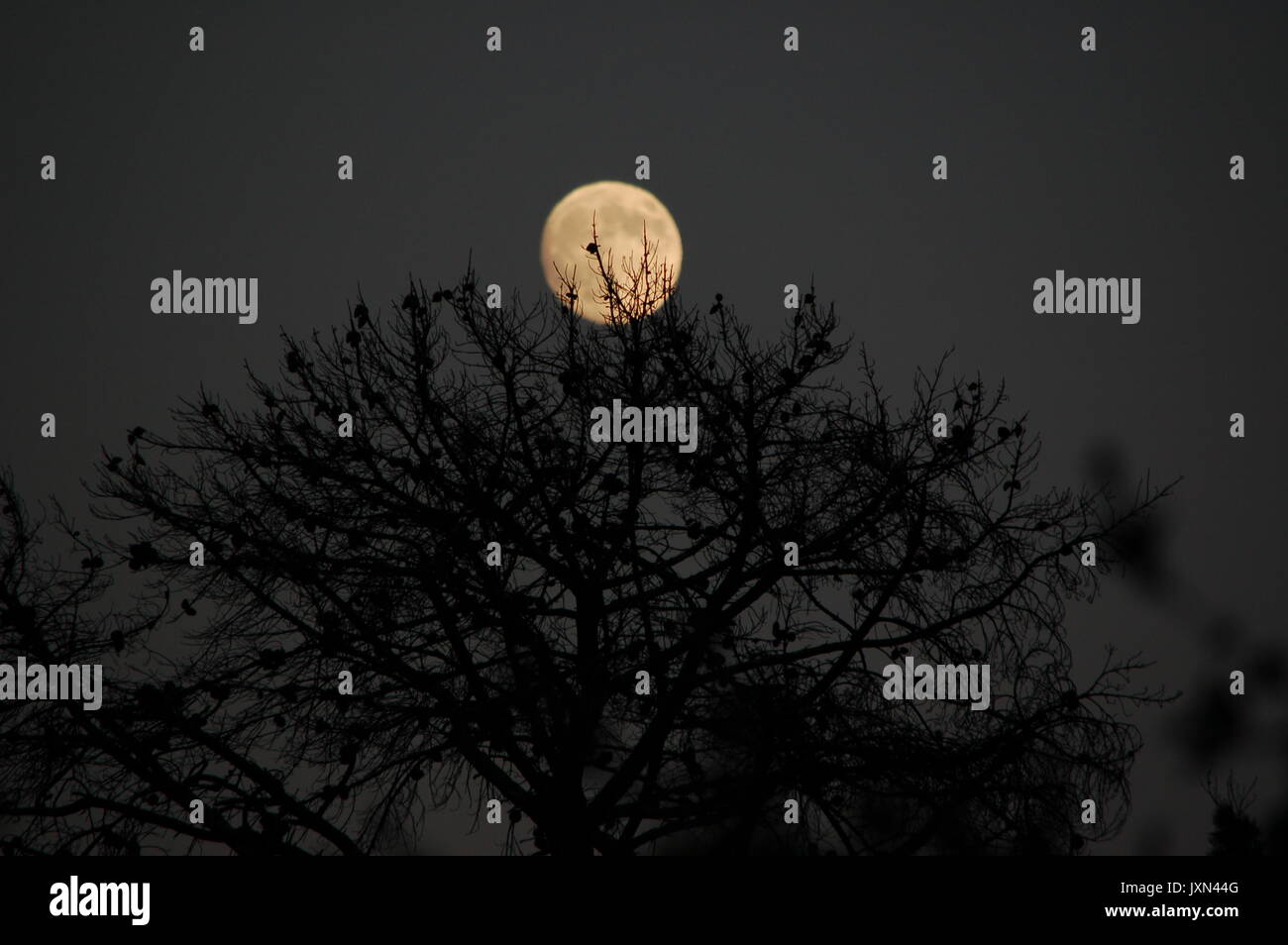 A full moon hidden behind a pine tree in San Rafael, CA Stock Photo - Alamy