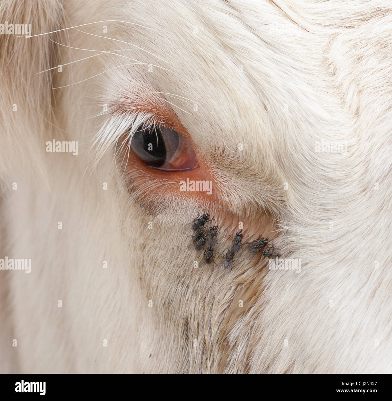 Cow Eye Disease High Resolution Stock Photography and Images - Alamy