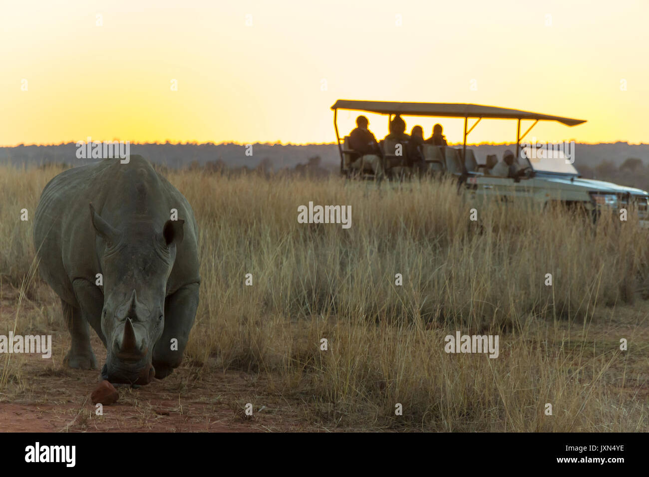 Rhino with a large horn at sunset with a game viewing vehicle in the ...