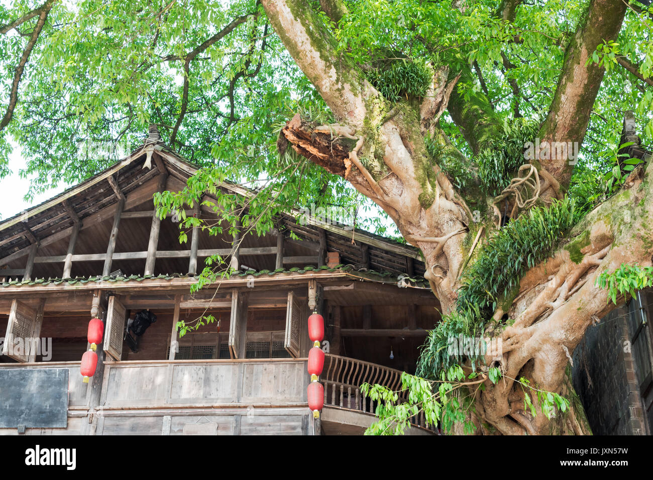 Old chinese tree hi-res stock photography and images - Alamy