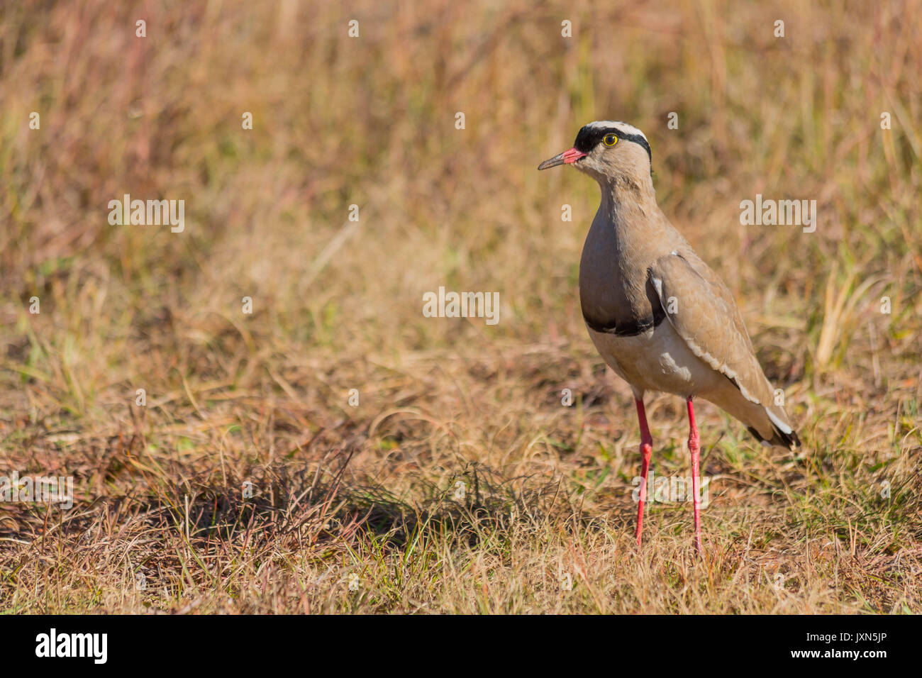 Crowned plover portrait in the wild Stock Photo - Alamy