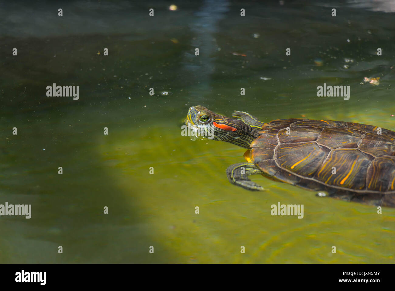 Terrapin swimming in water with its head sticking out Stock Photo - Alamy