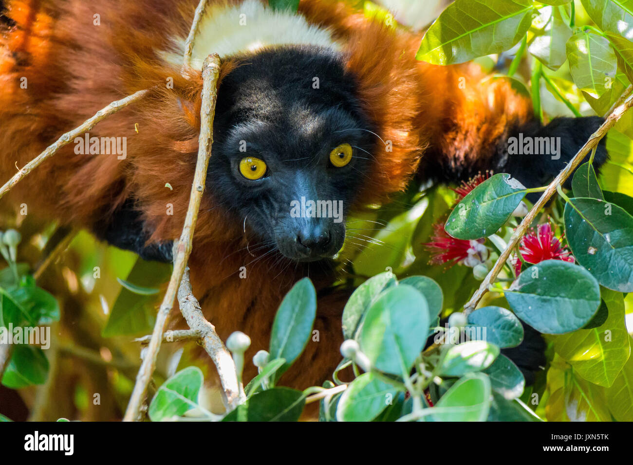 Red ruffed lemur eating flowers in a tree Stock Photo - Alamy
