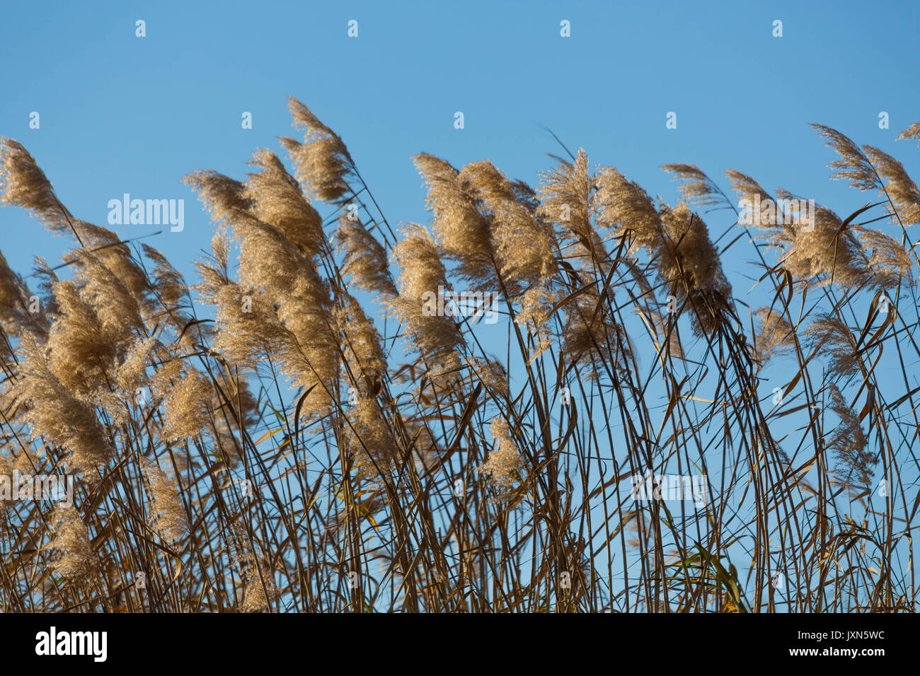 Fluffy grassy reeds in the wind Stock Photo - Alamy