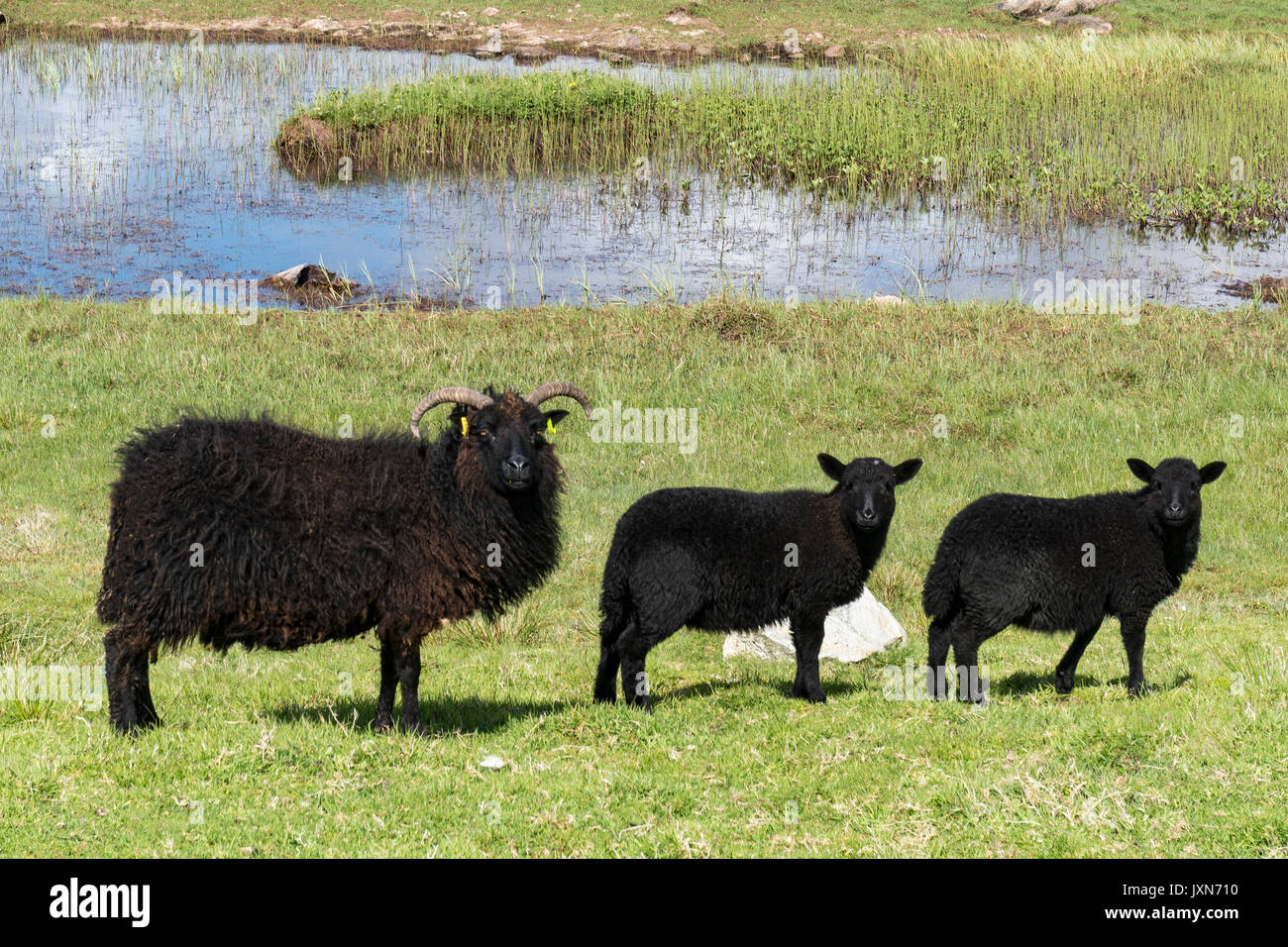 Baa Baa Baa Black Sheep Stock Photo - Alamy