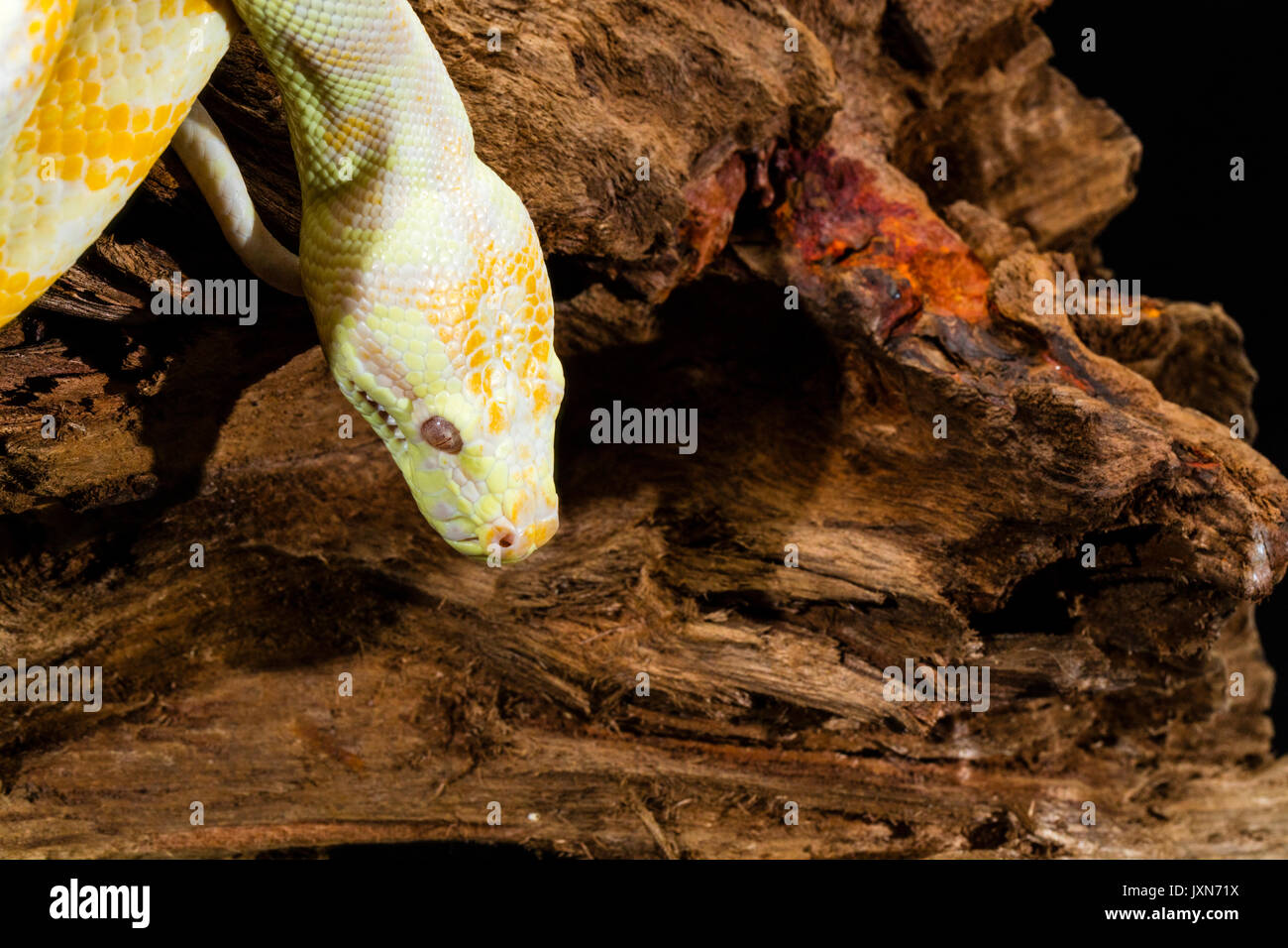 Yellow and white striped Darwin Albino Carpet Python on tree root ...