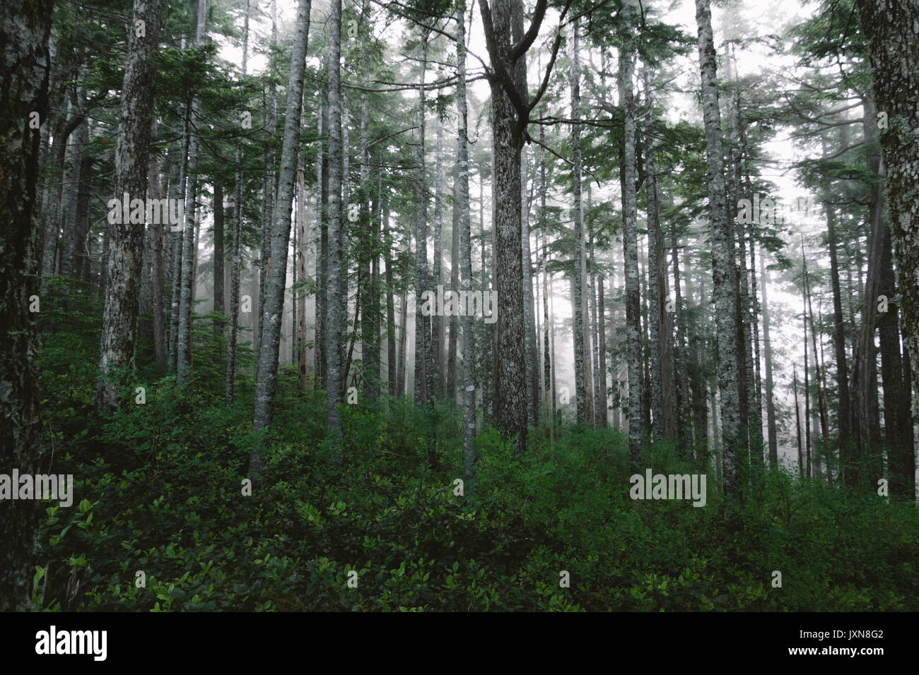 Atmospheric mood in forest with mist and fog Stock Photo - Alamy