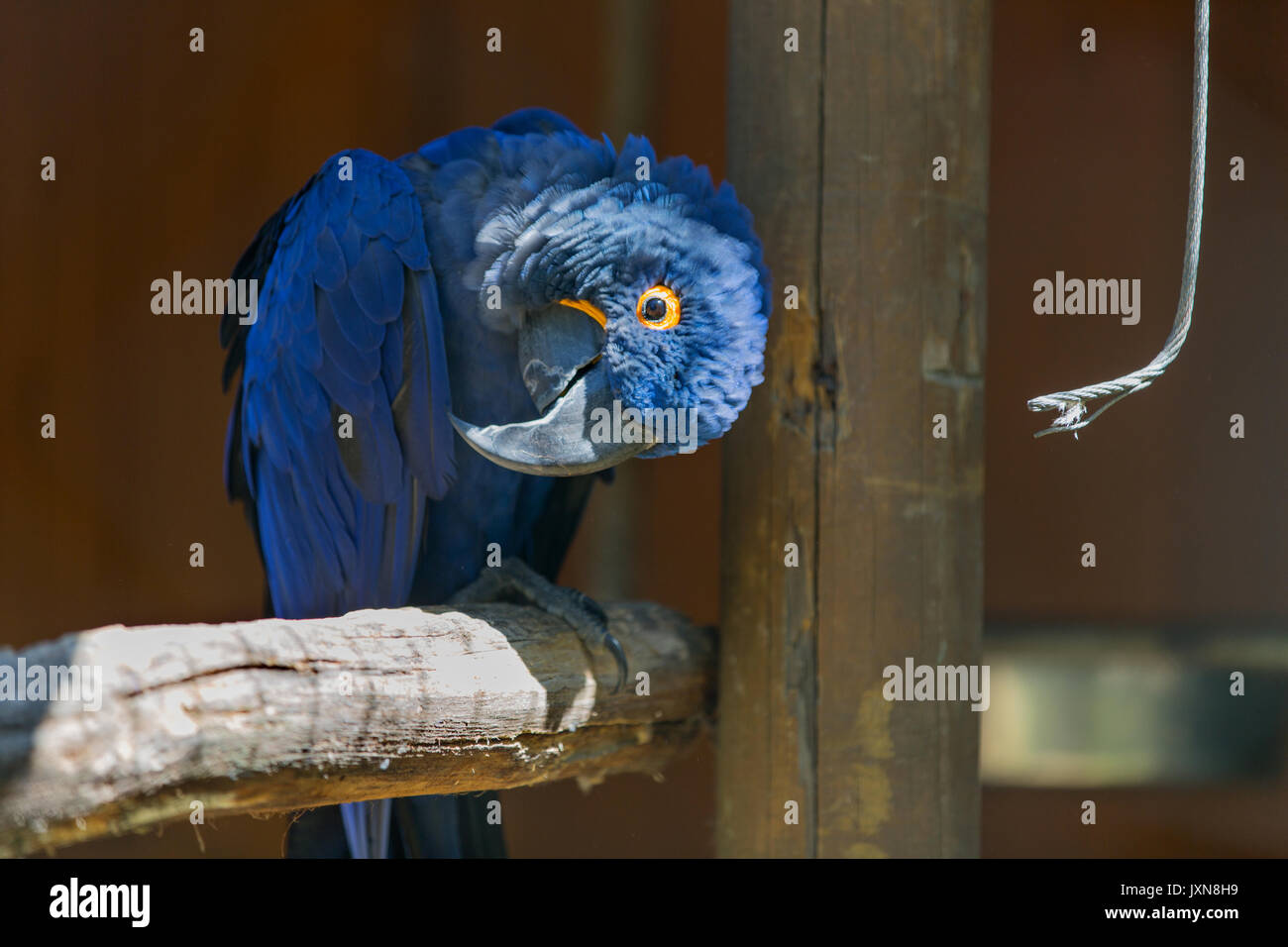 Blue parrot. Hyacinth macaw, anodorhynchus hyacinthinus Stock Photo - Alamy