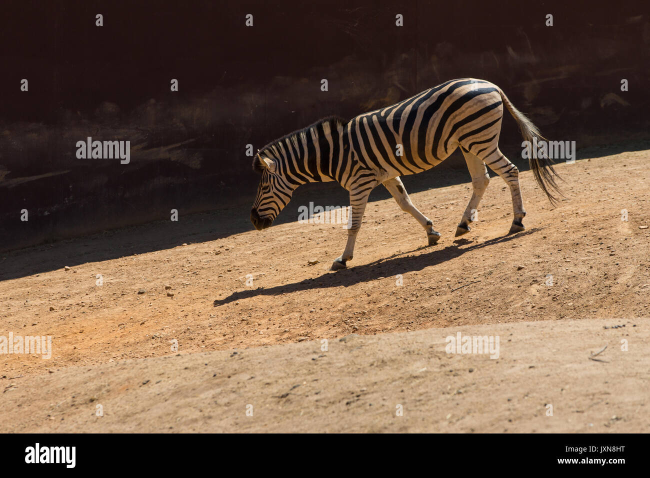 Zebra walking on the savanna Stock Photo - Alamy