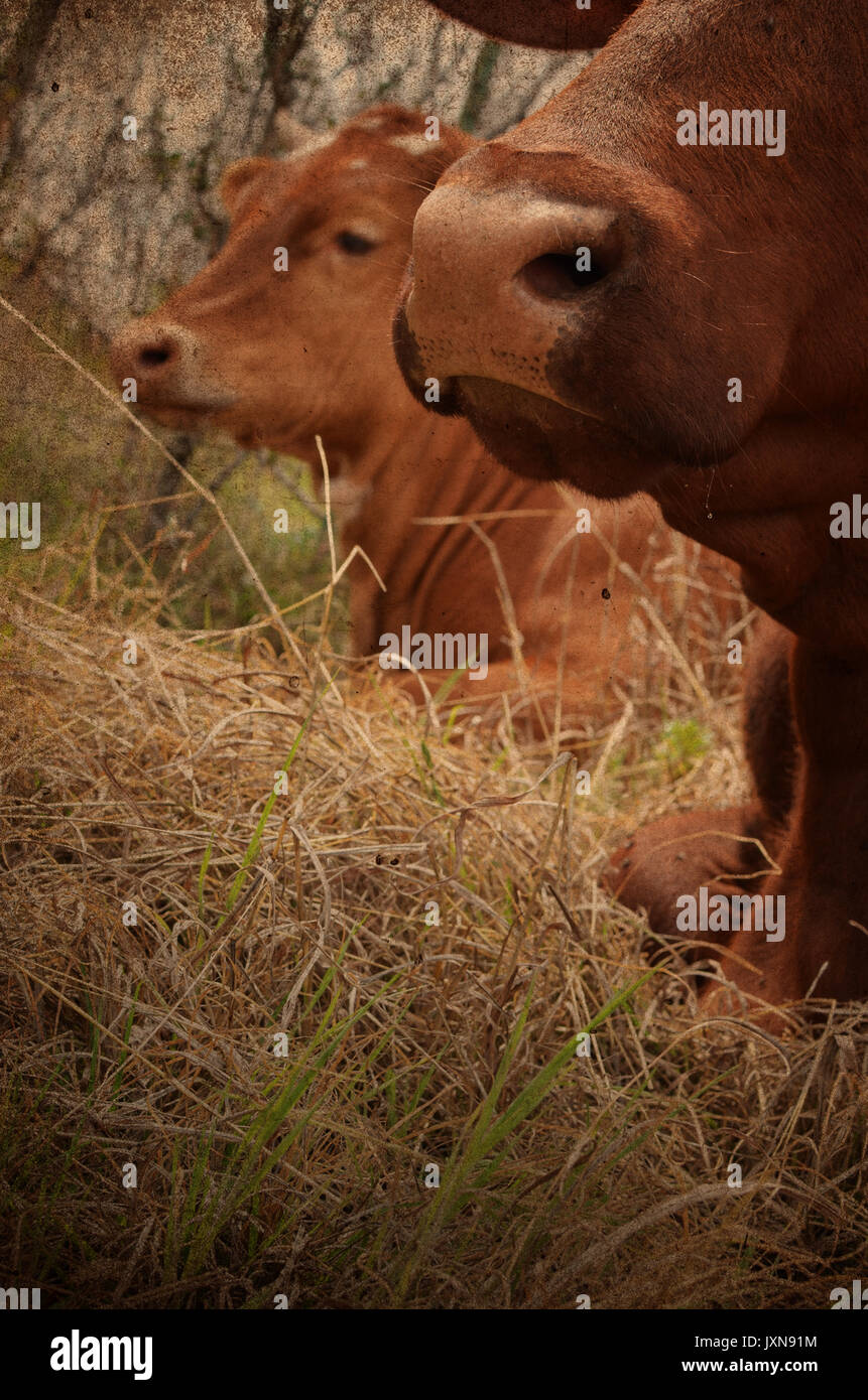 Red and brown cattle laying in rural farm pasture looking cute. Beef ...