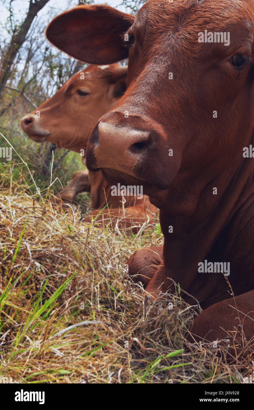 American beef farm hi-res stock photography and images - Alamy