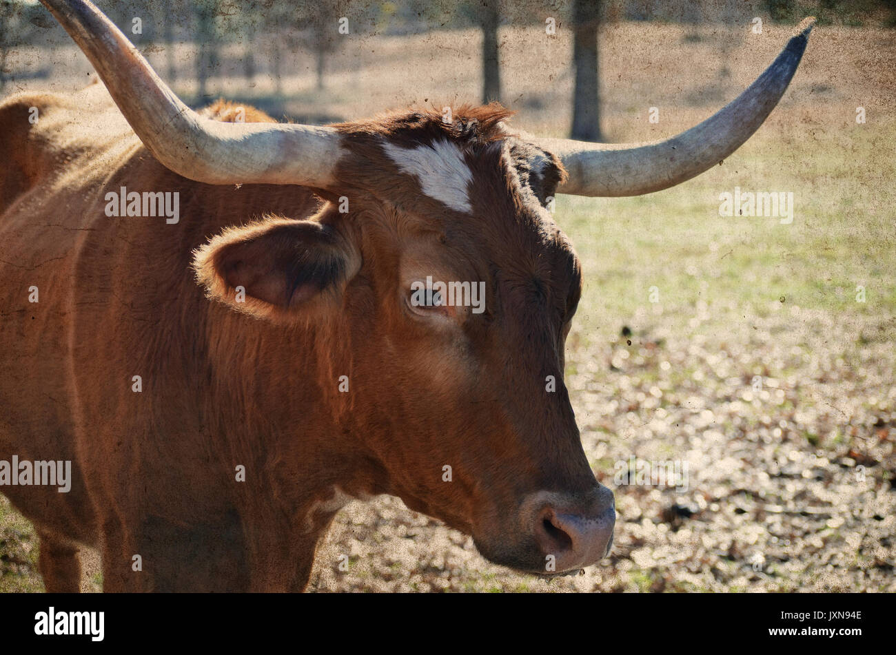 Longhorn cow on rural country ranch, with scenic pasture landscape in ...