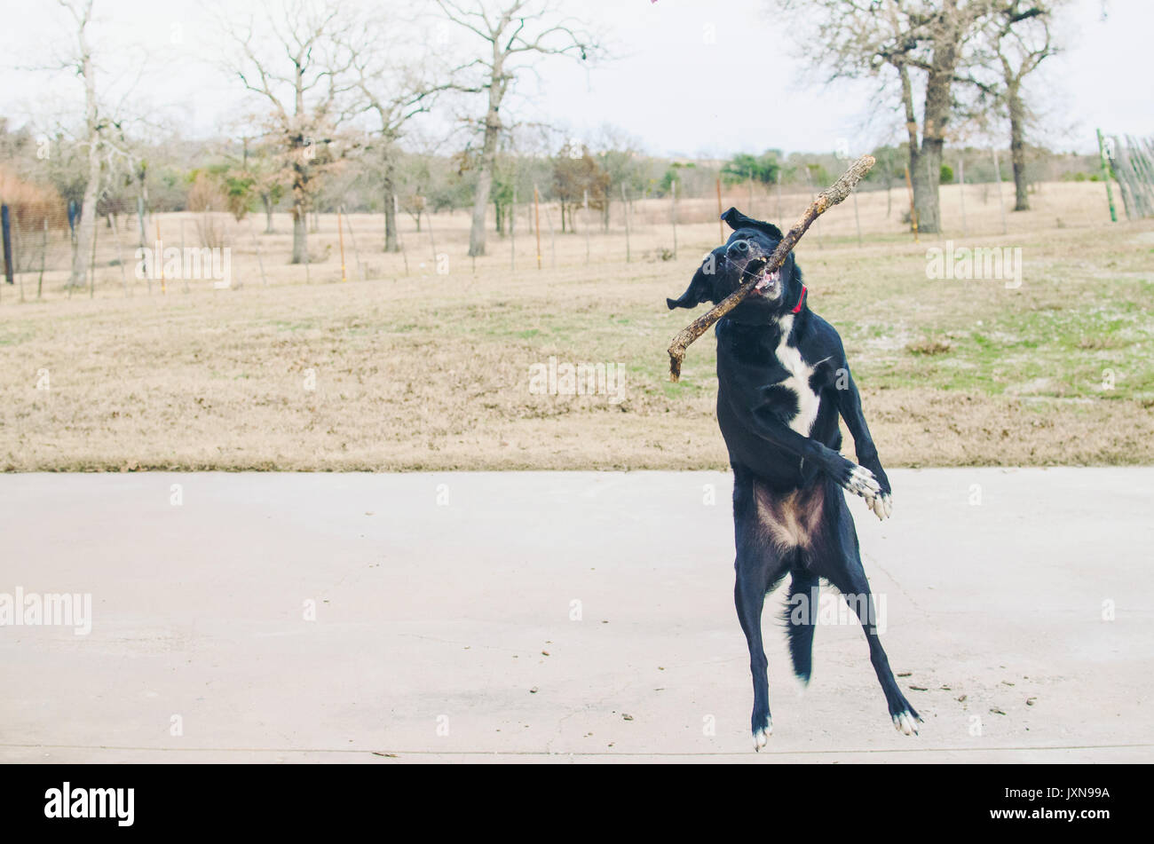 Happy funny dog jumping hi-res stock photography and images - Alamy