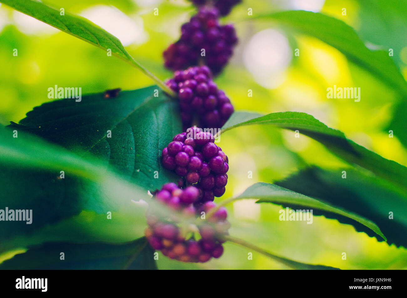 Plant with purple berries hi-res stock photography and images - Alamy