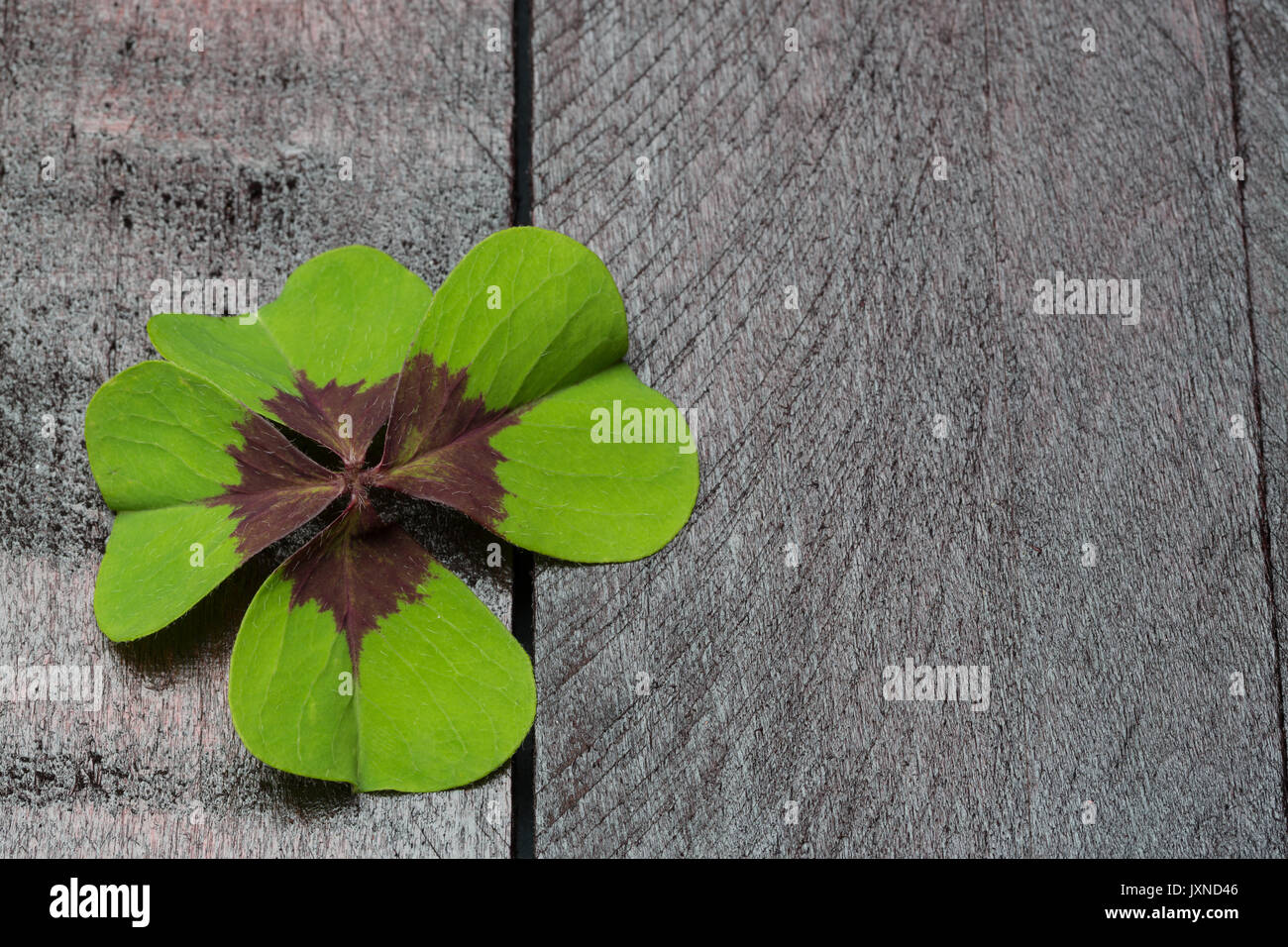 Invitation card with four leaf clover Stock Photo - Alamy