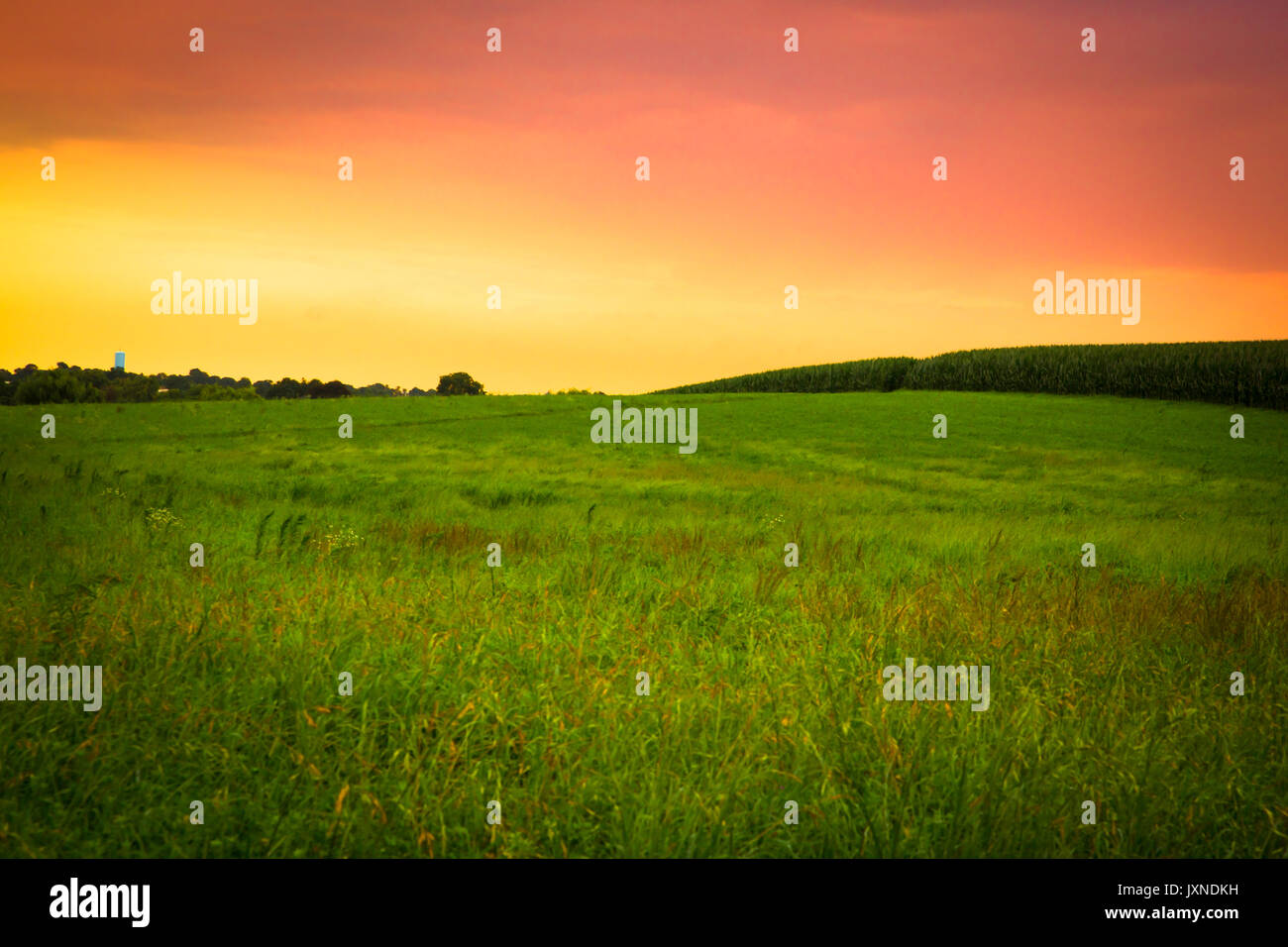 Beautiful farm field with grass, silo and corn at sunset, Amish Country ...