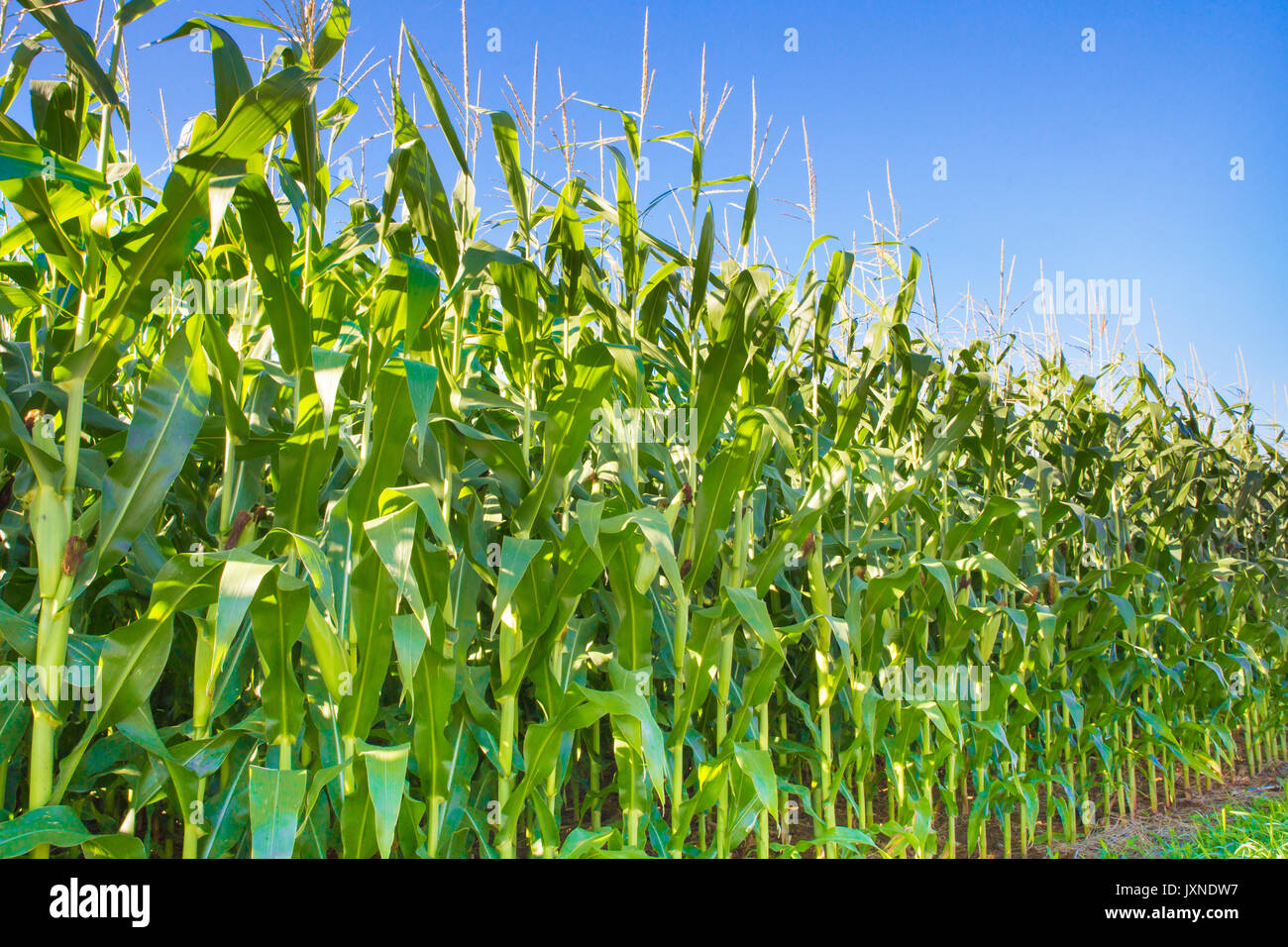 Close-up of rows of corn on farm Stock Photo - Alamy