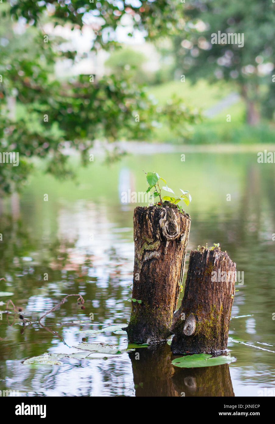 Growing on tree stumps hi-res stock photography and images - Alamy