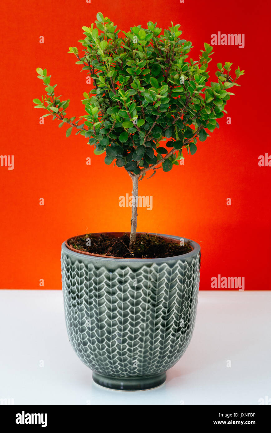 Small leafed tree in a pot on orange background Stock Photo - Alamy