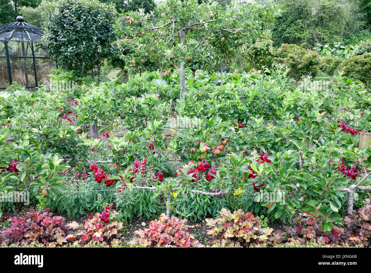 Step over trained, small apple trees with fruits in a flower and ...