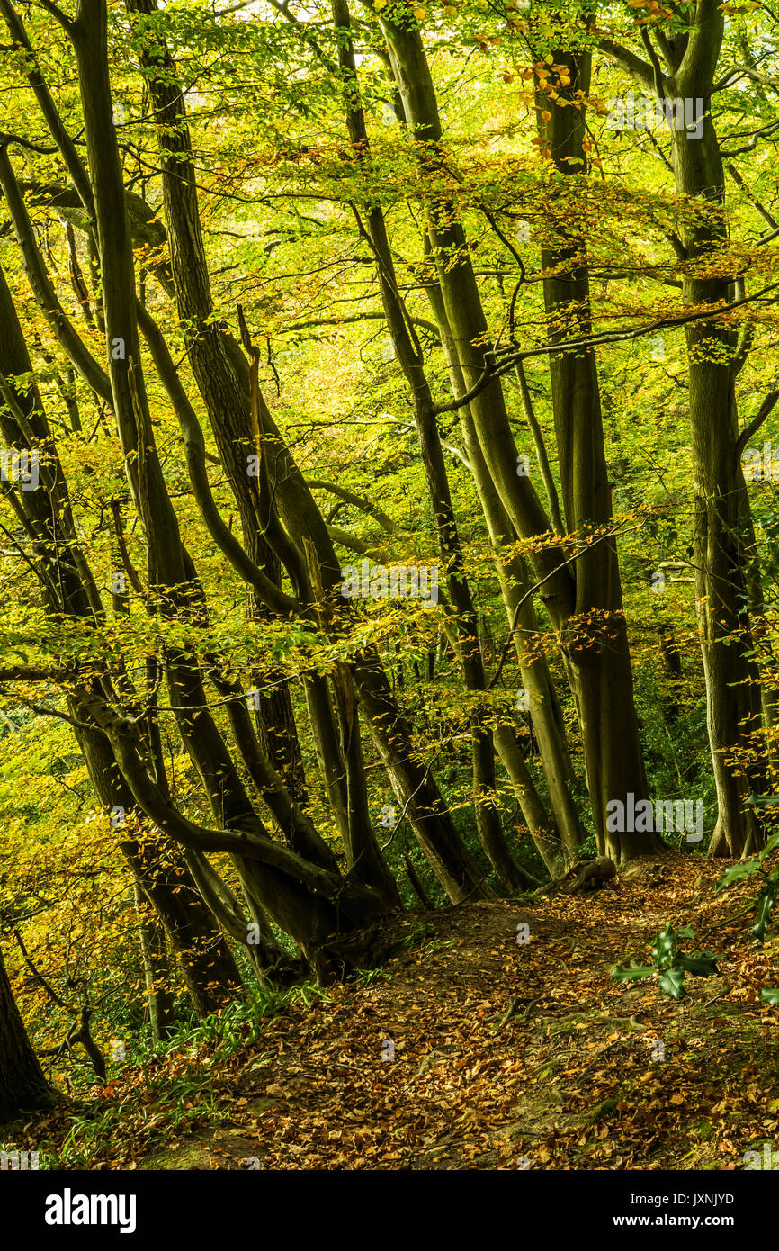 Littlebeck hi-res stock photography and images - Alamy