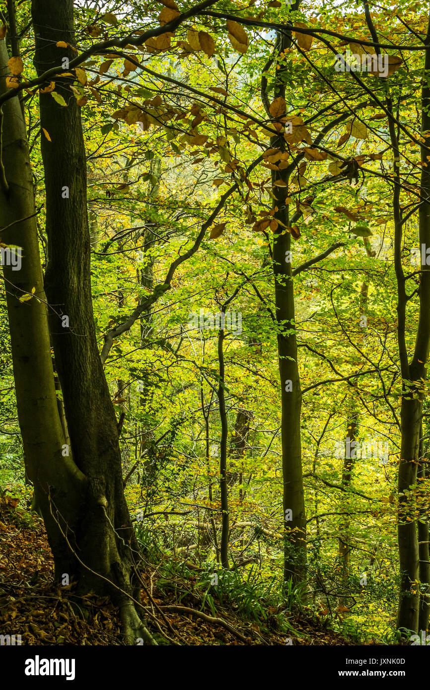 Littlebeck hi-res stock photography and images - Alamy