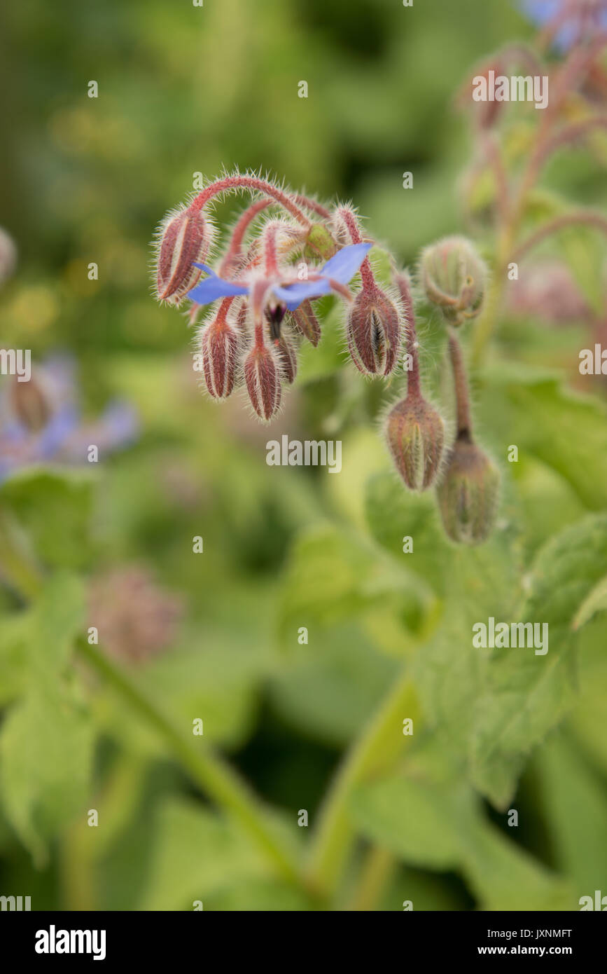 Country Borage High Resolution Stock Photography and Images - Alamy
